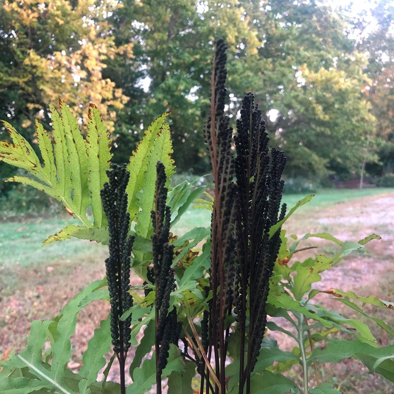 Ferns – Yew Dell Botanical Gardens