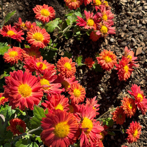 Chrysanthemum 'Late Copper' (Hardy Garden Mum)