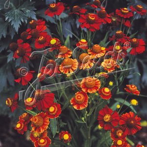 Helenium autumnale 'Helena Red Shades' (Common Sneezeweed)