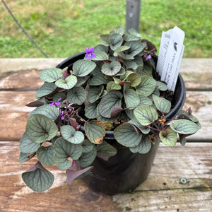 Viola walteri 'Silver Gem' (Walter's Violet)