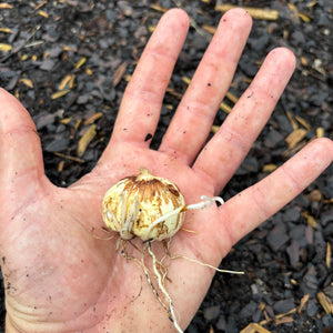 Gladiolus dalenii 'Boone' (Hardy Gladiolus)