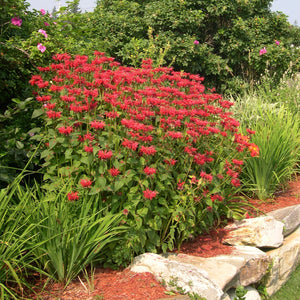 Monarda didyma 'Jacob Cline' (Bee Balm)